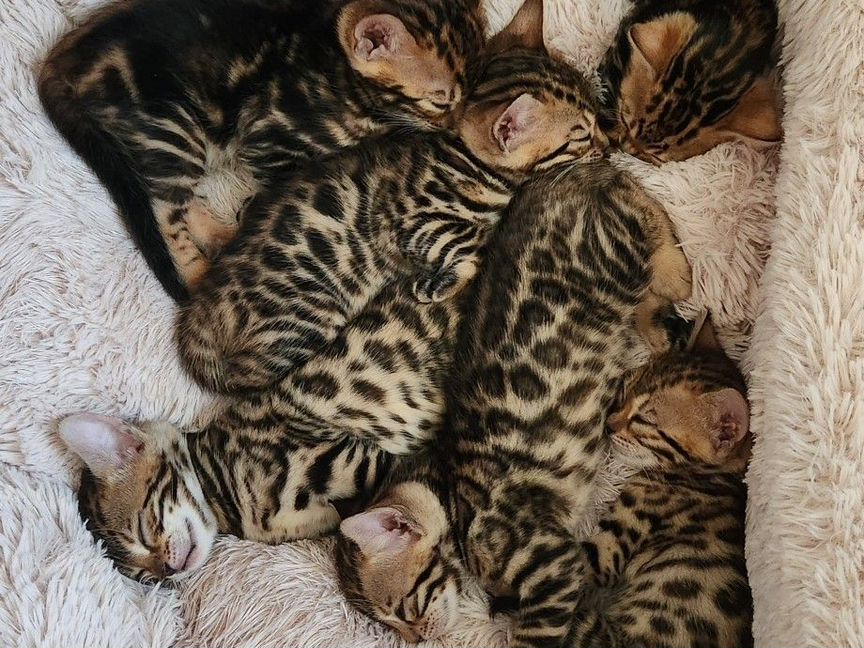 Бенгальские котята