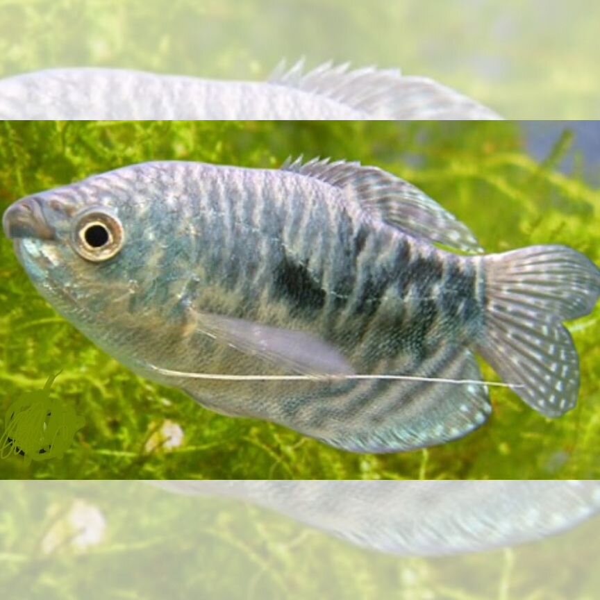 Рыба Гурами мраморный