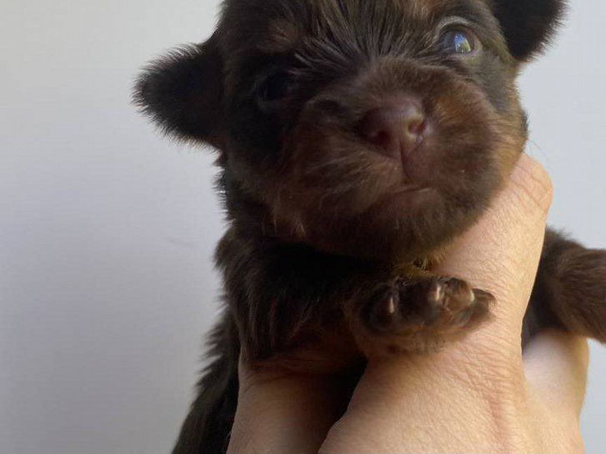 Йоркширский терьер щенки