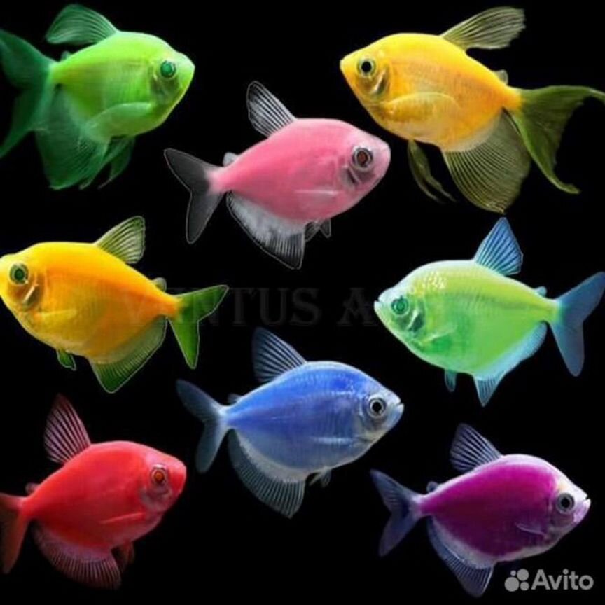 Тернеция гло