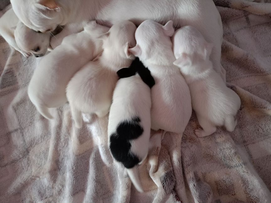 Гладкошерстный курносые чихуахуа