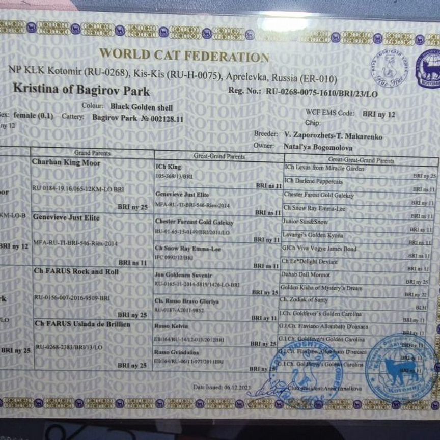 Отдам в добрые руки кошечку