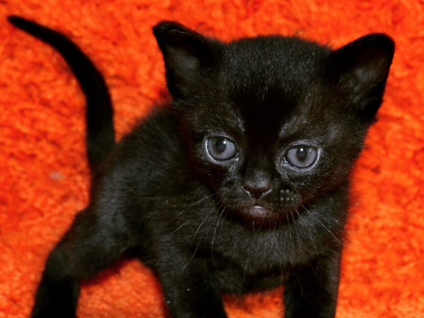 Бомбейские котятки