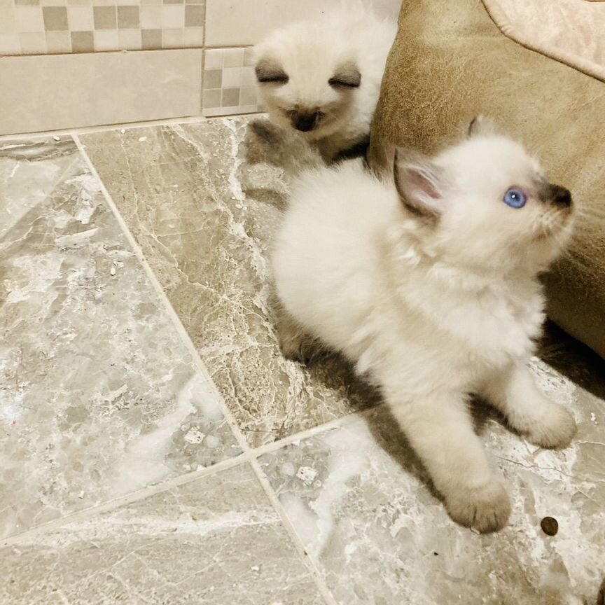 Малышки девочки Ragdoll