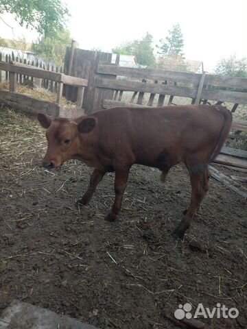 Бычок 3 месяца