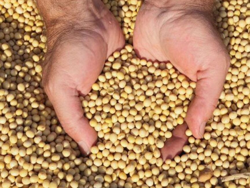 Соя продам более 50т