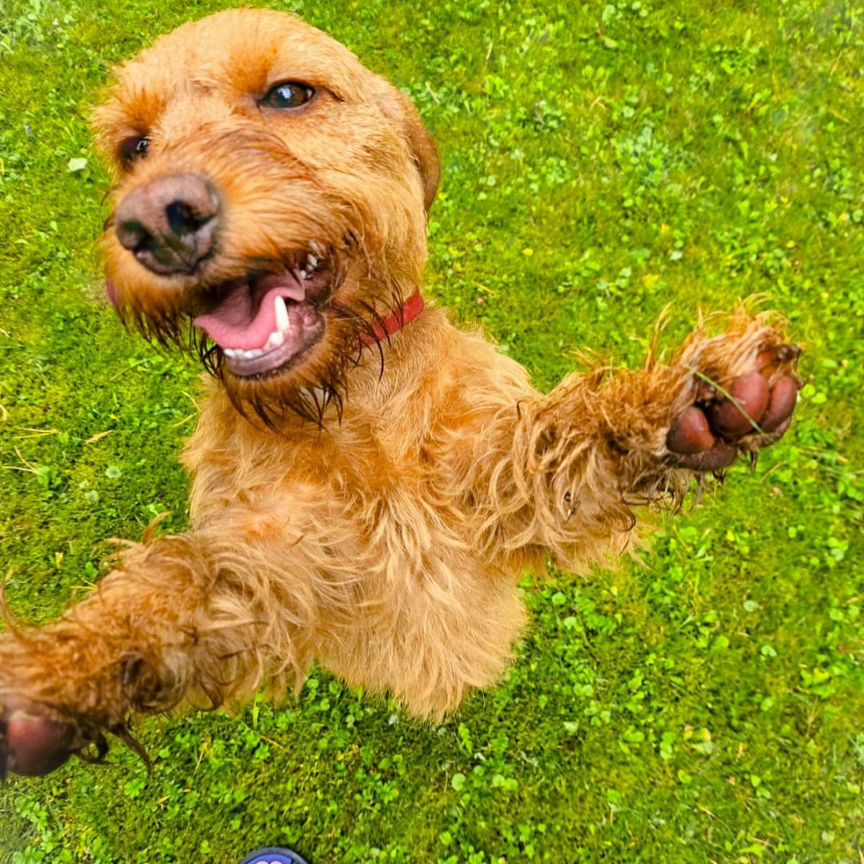 Охотничья собака