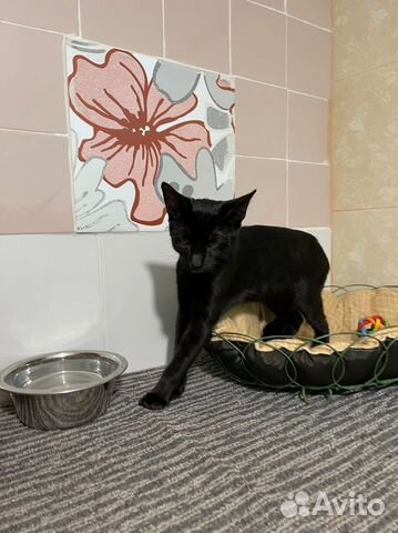 Котенок Антоша ищет дом