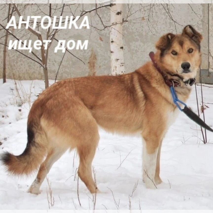 Взрослый пёс в добрые руки