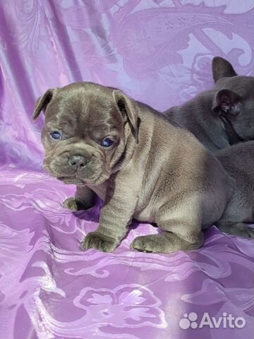 Голубо лиловые детки