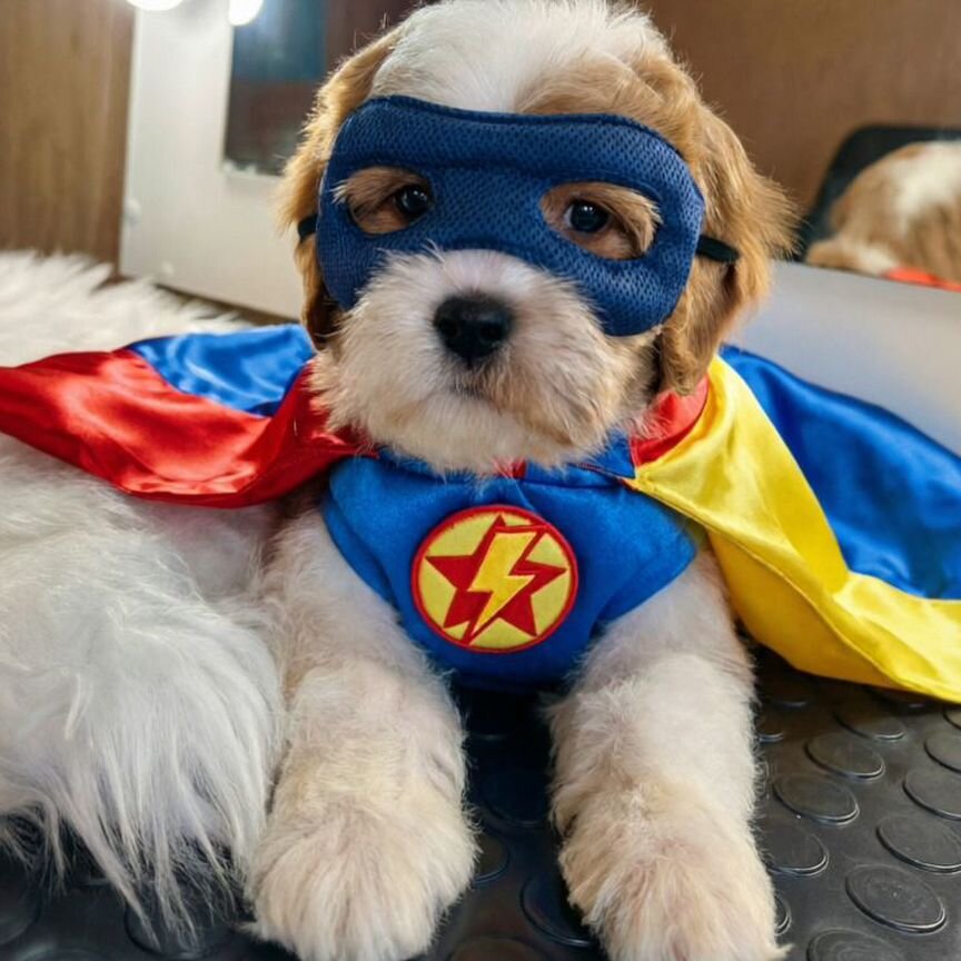 Кавапу, щенок