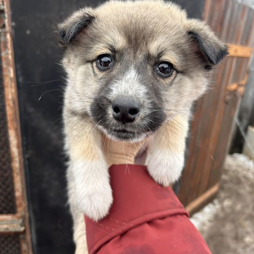 Аляскинский хаски, щенок