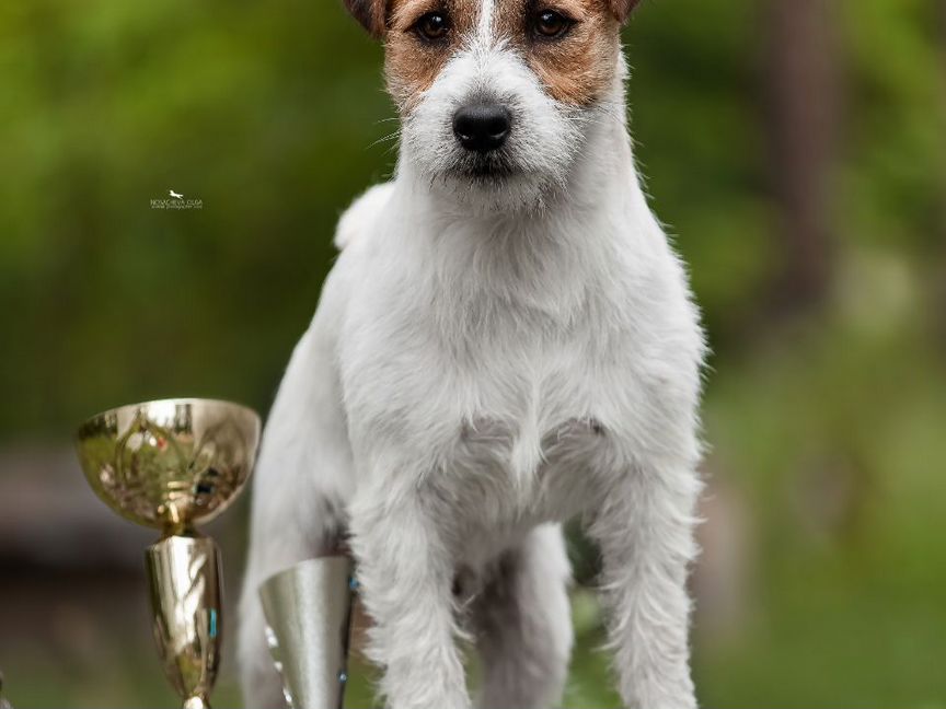 Вязка Джек Рассел Терьер