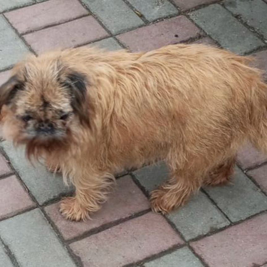 Потерялась собака