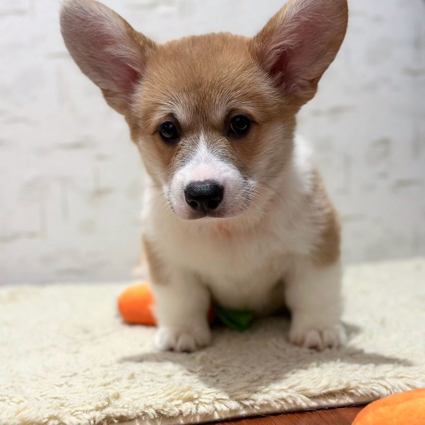 Вельш-корги пемброк