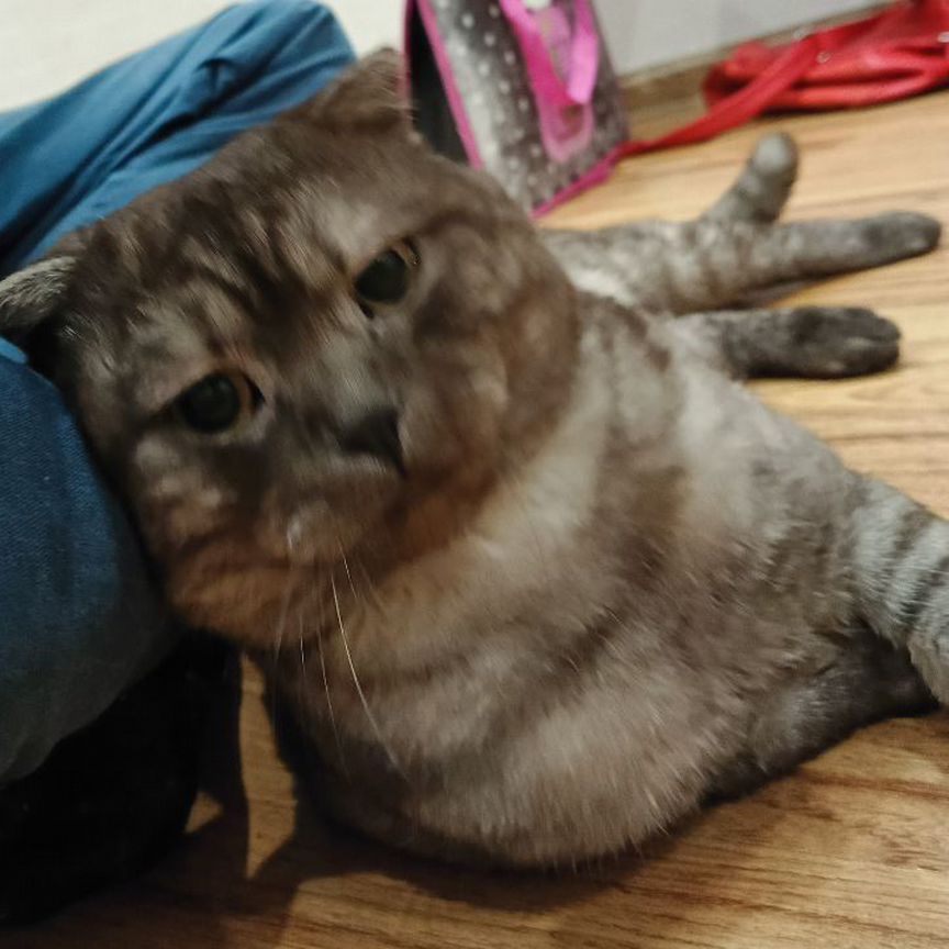 Отдам котика, вислоухий шотландец