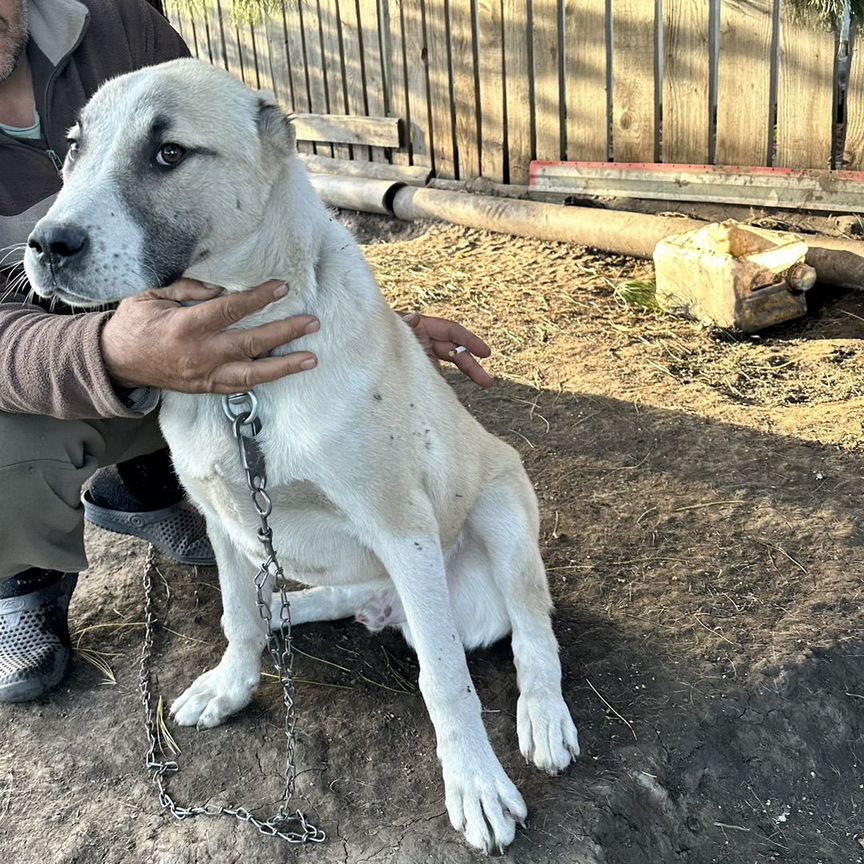 Арманский волкодав (гампр)