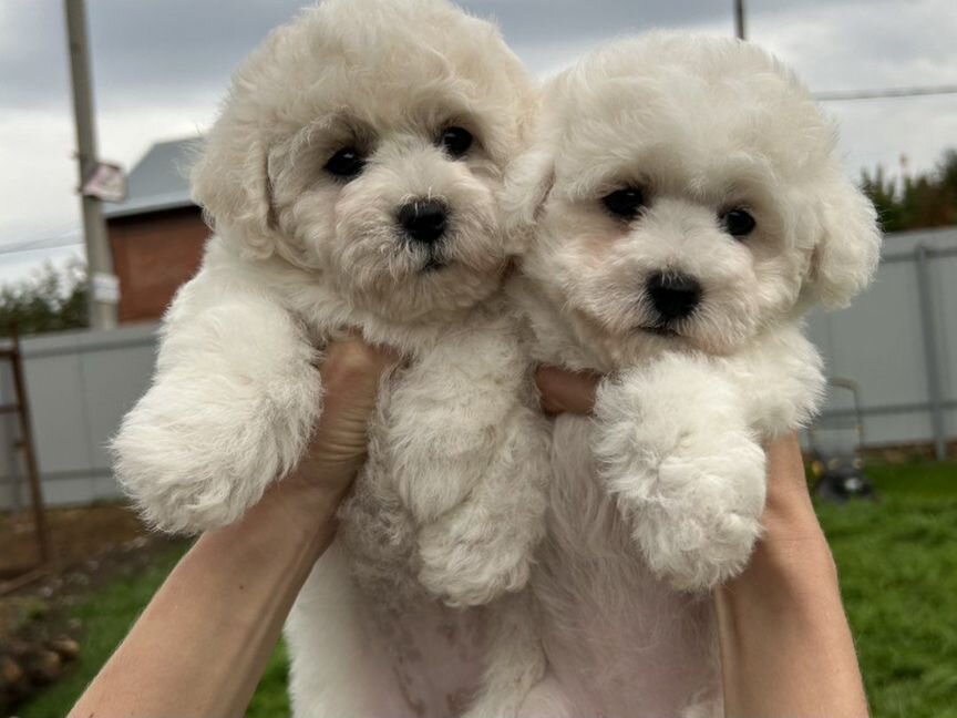 Бишон фризе