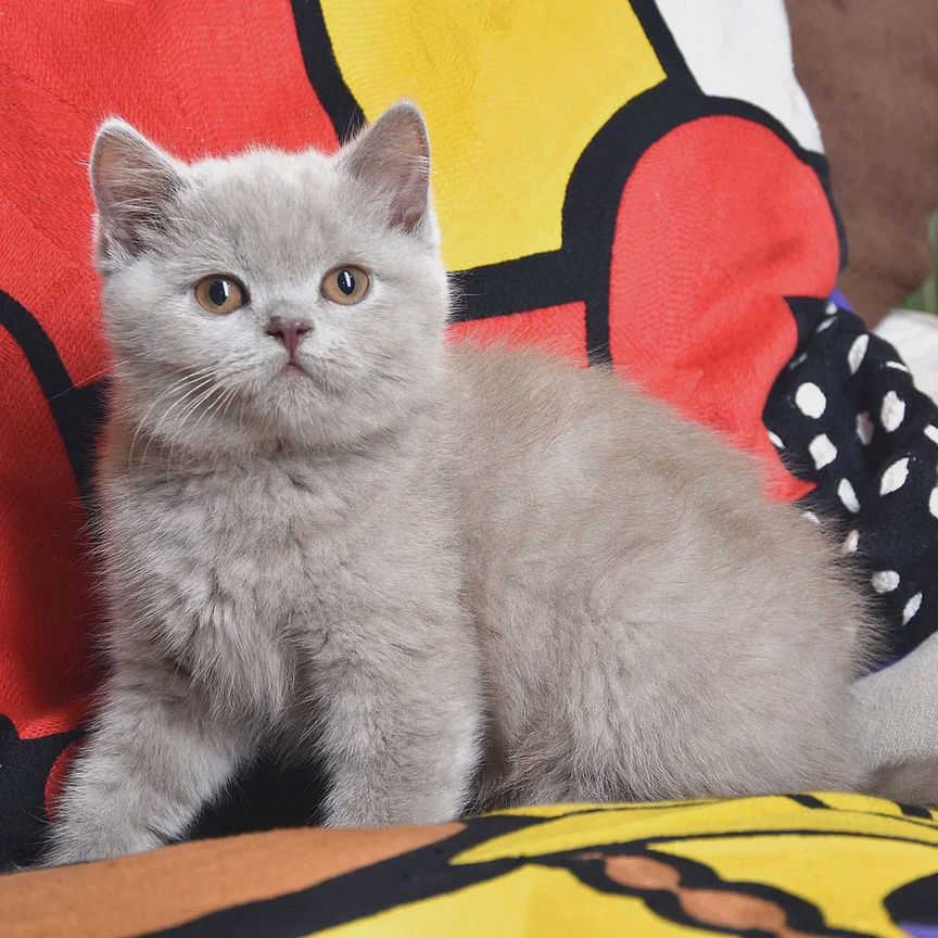 Британский короткошёрстный котёнок