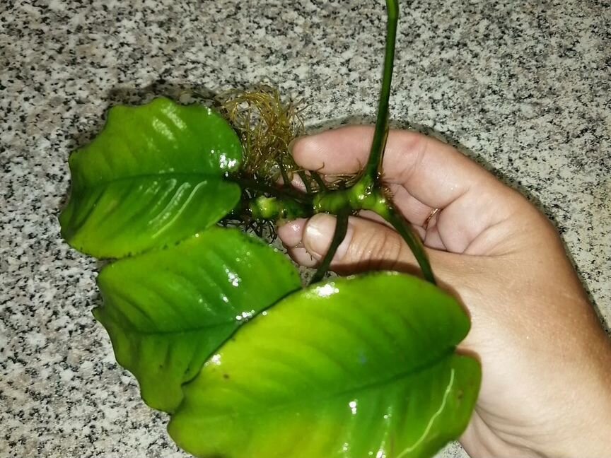 Растение, мох, креветки, рыбки