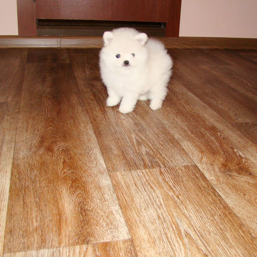 Шпиц девчушка