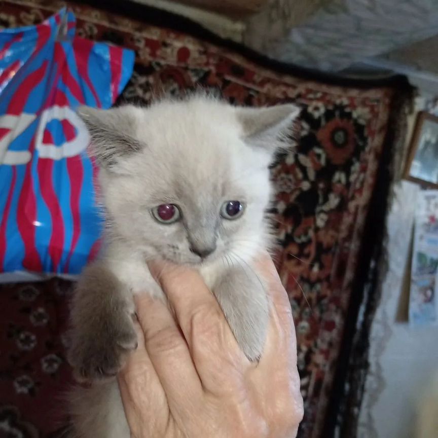 Сиамский котёнок