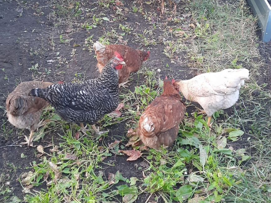 Куры несушки