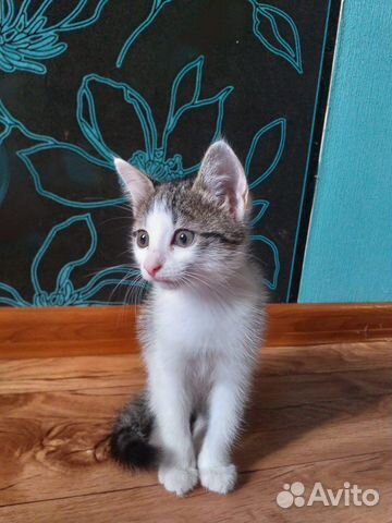 Котик