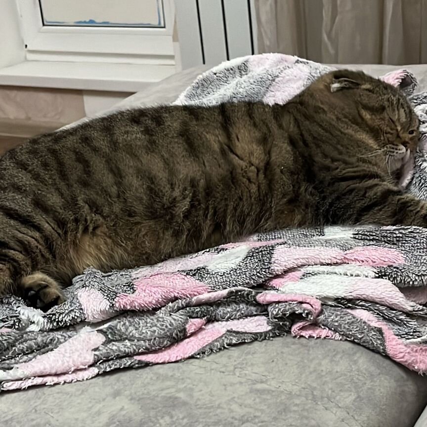 Шотландская вислоухая