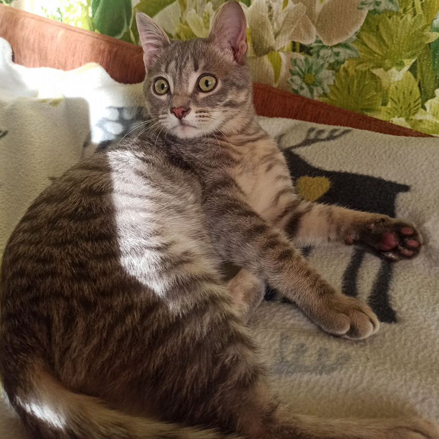 Отдам бесплатно котика