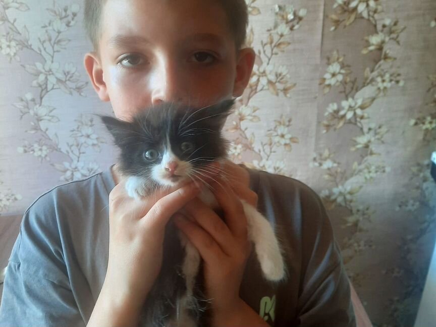 Котенок котик