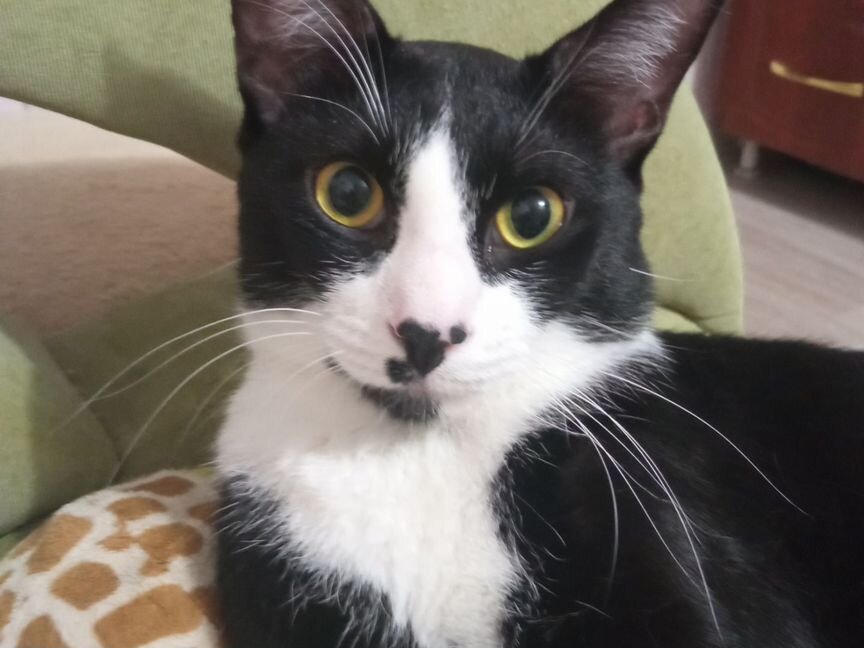 Кошки в добрые руки бесплатно