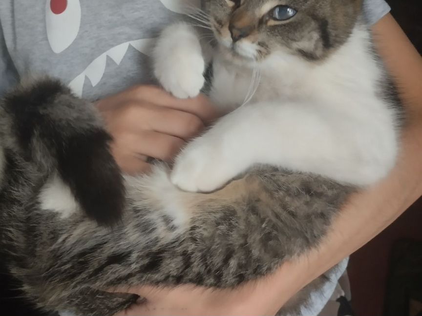 Кошка
