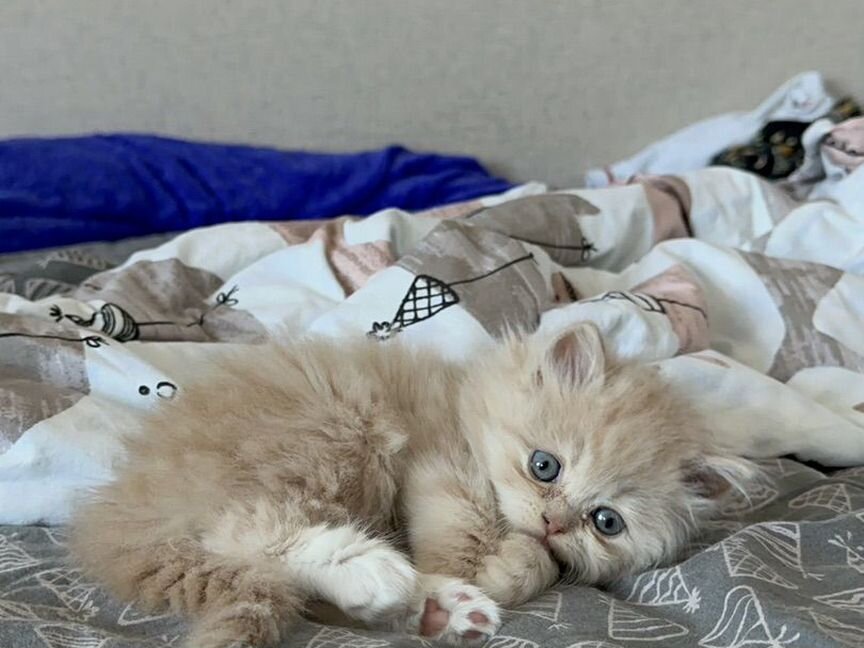 Котенок мальчик