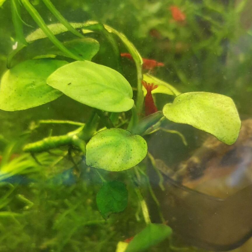 Отдам пару анубиасов