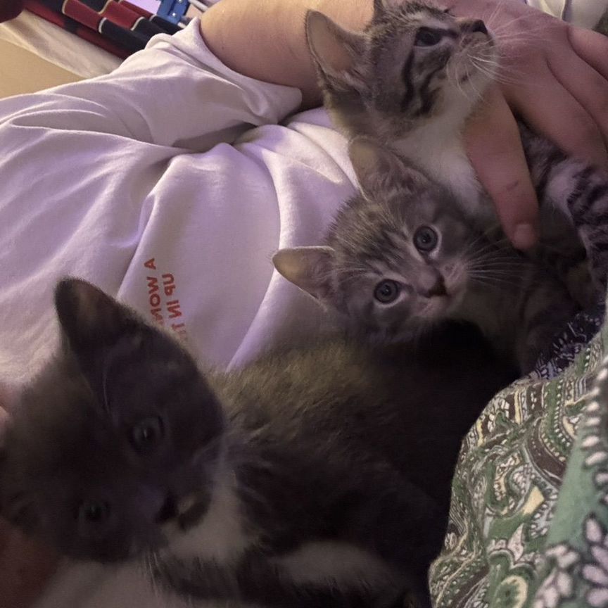 Котёнок от частного владельца