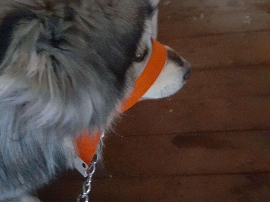 Шлейка для средней собаки