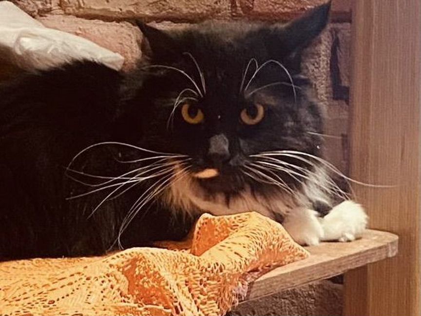 Курильский бобтейл