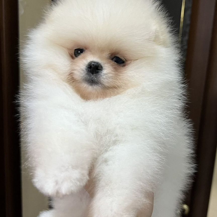 Девчата медвежата