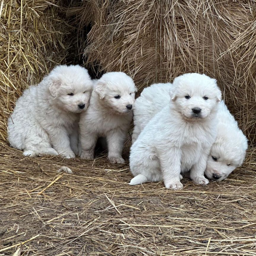 Маремма-абруццкая