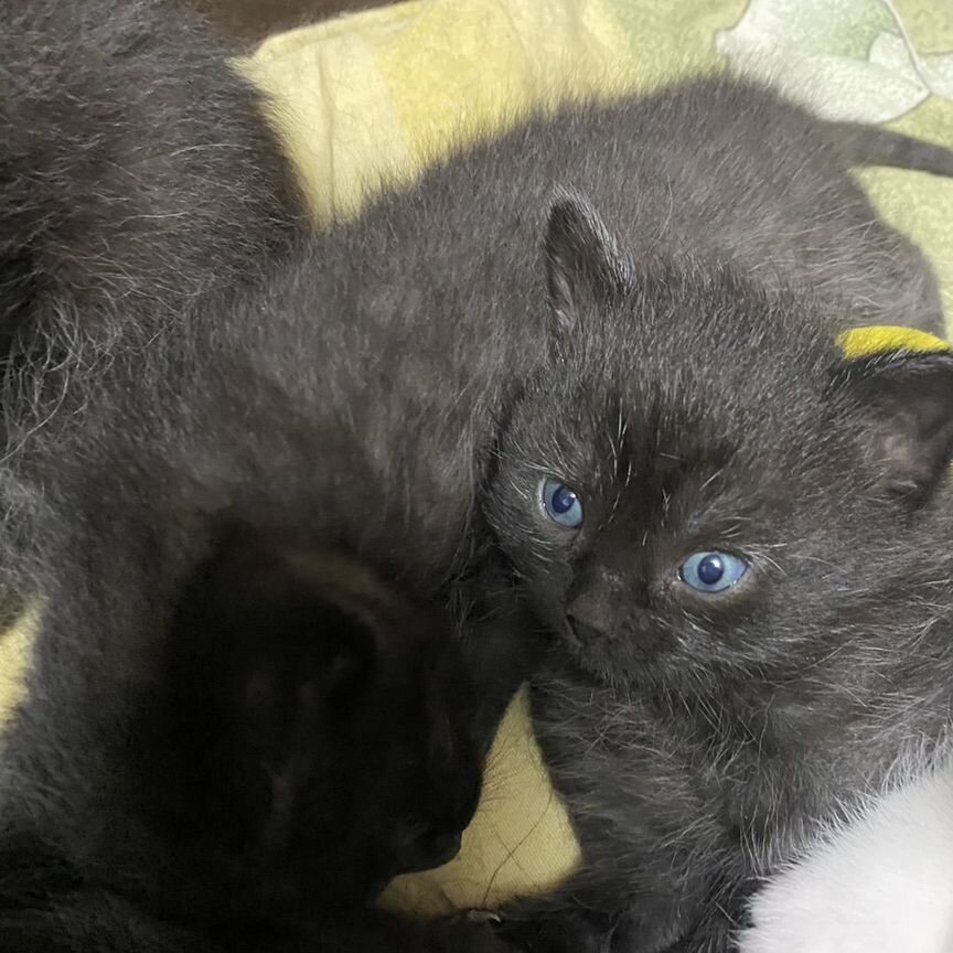 Котята в добрые руки бесплатно