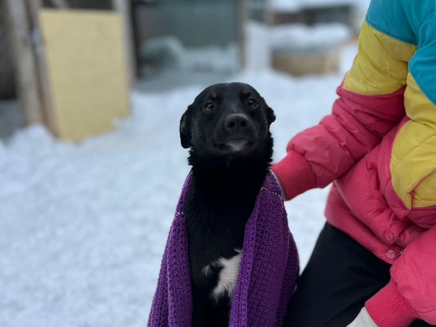 Маленькая и любвеобильная Майя ищет дом