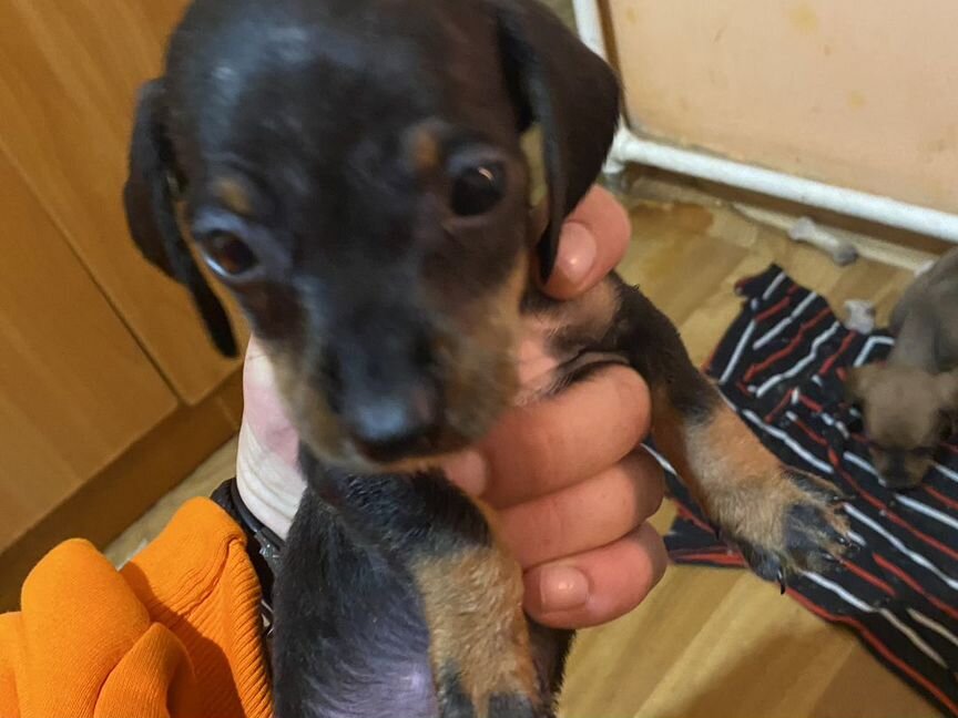 Щенки таксы