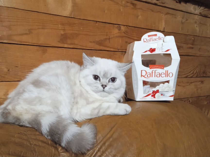 Котёнок британка
