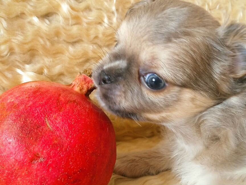 Чишки малышки