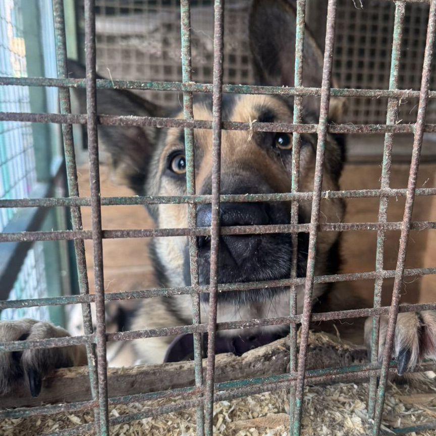 Взрослый пёс в добрые руки