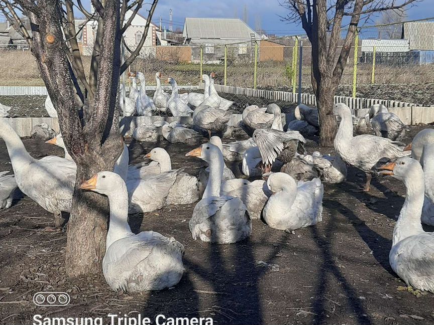 Гуси подрощенные