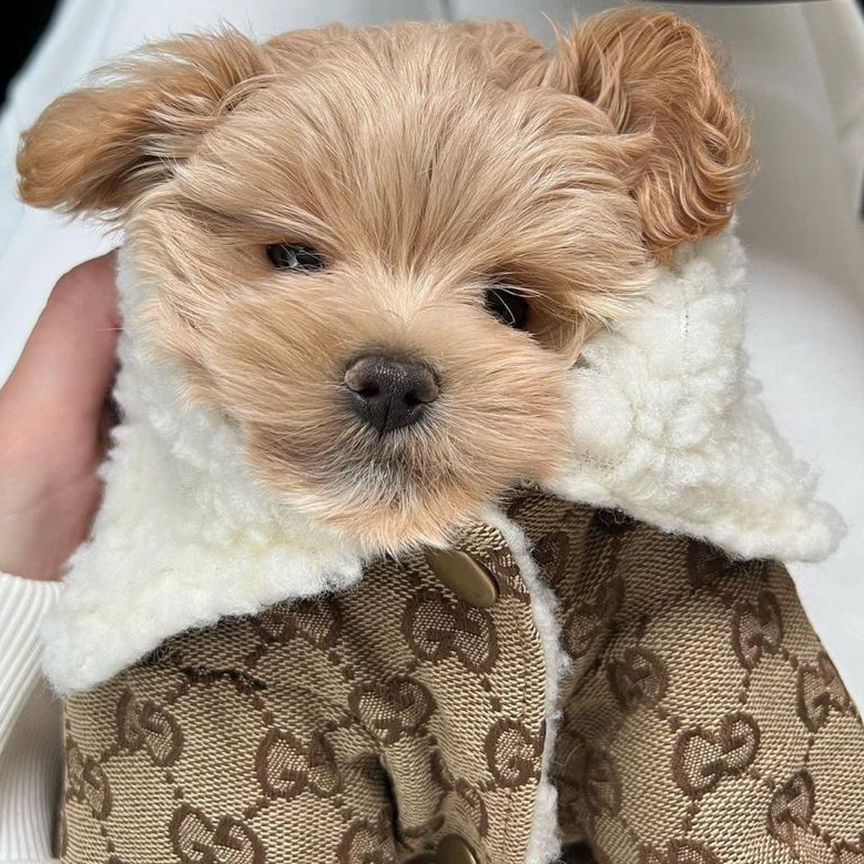 Мальтипу, щенок