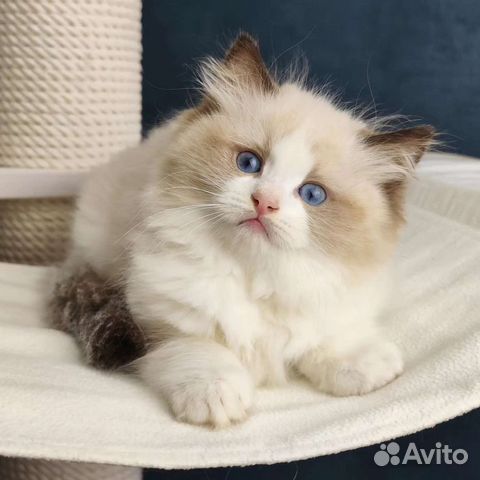 King, рэгдолл мальчик с родословной