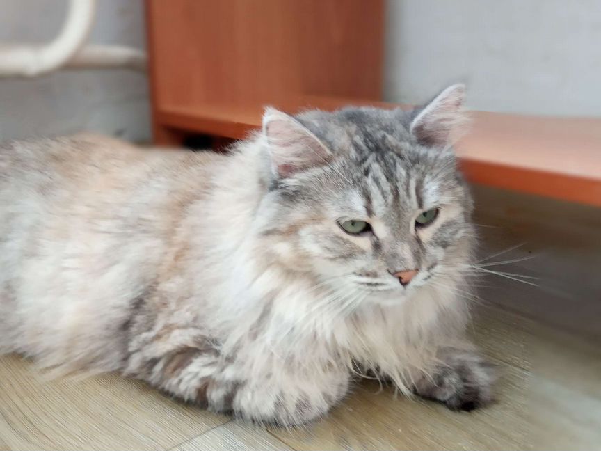 Кошечка Мила ищет дом